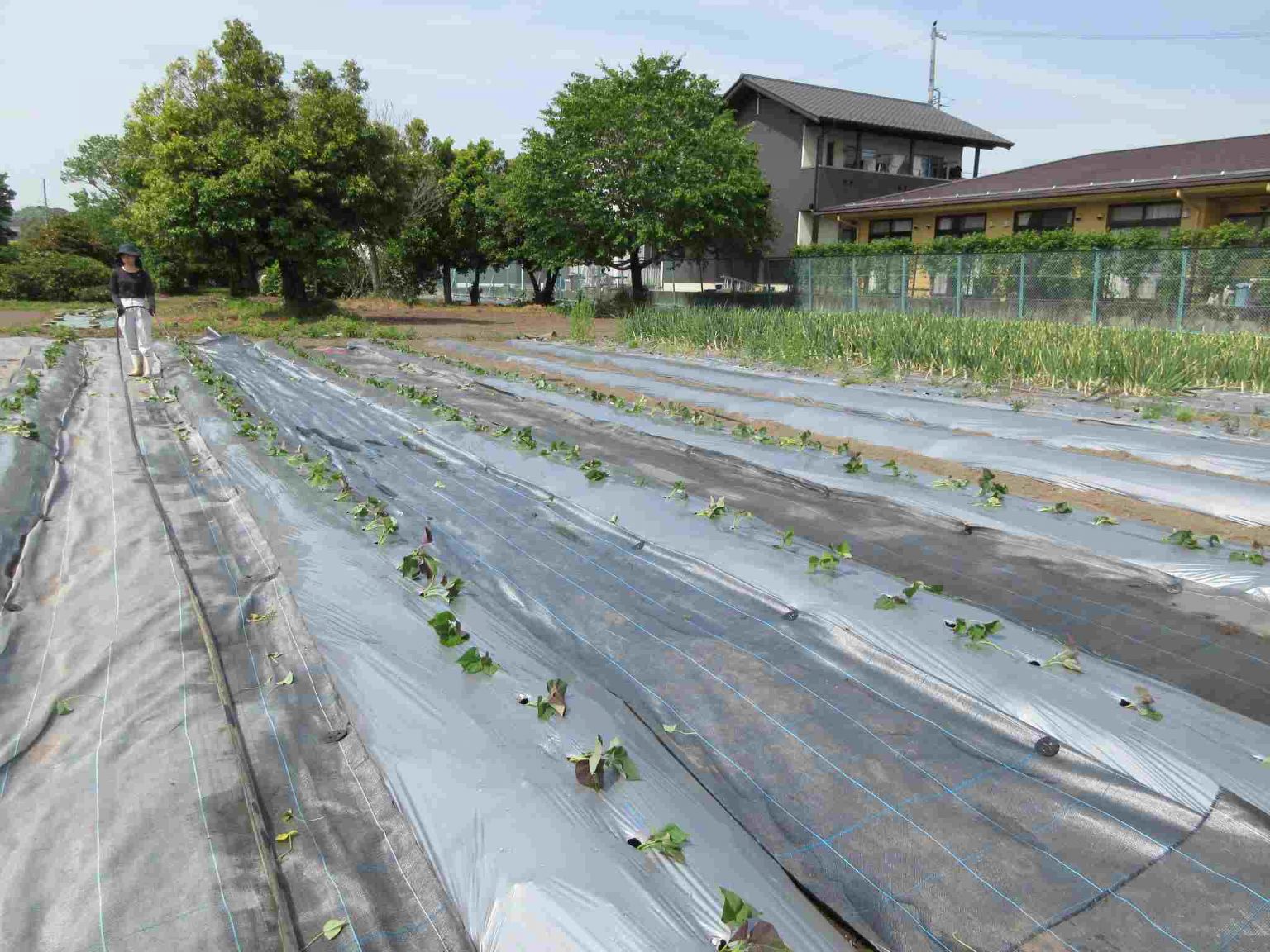 サツマイモ順調です！！ – 岐阜県立加茂農林高等学校 生産科学科